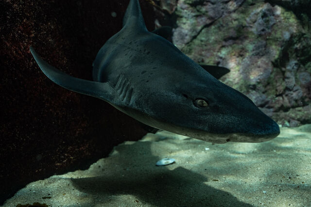 Two Oceans Aquarium | Learn about spotted gully sharks this school…
