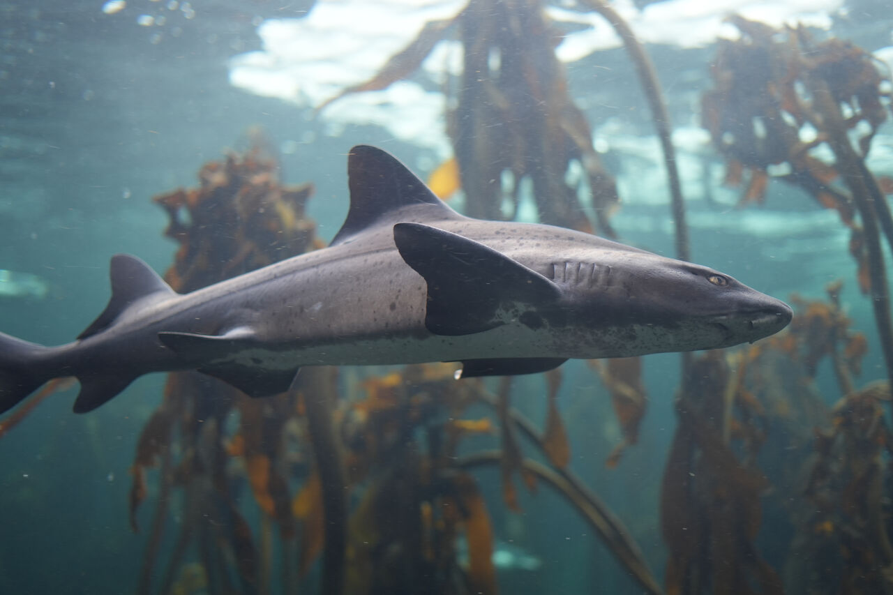 Two Oceans Aquarium | Learn about spotted gully sharks this school…