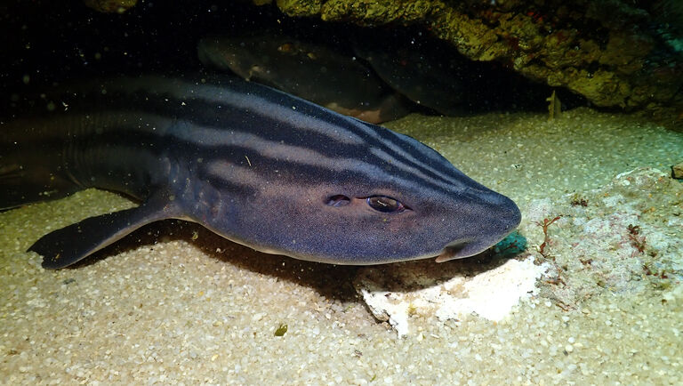 Two Oceans Aquarium | Learn about catsharks this school holiday