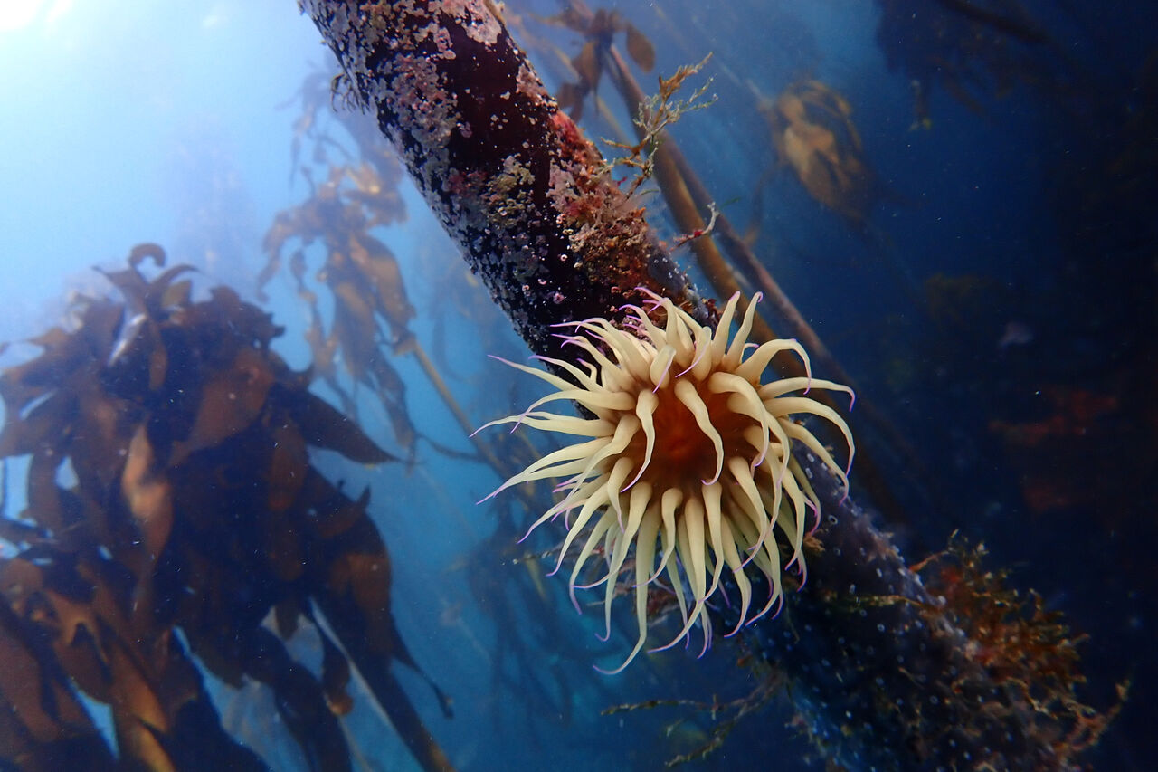 Two Oceans Aquarium | Plunging into the Great African Seaforest: How…