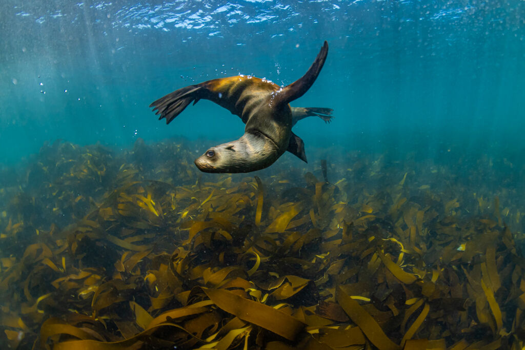 Two Oceans Aquarium | Plunging into the Great African Seaforest: How…