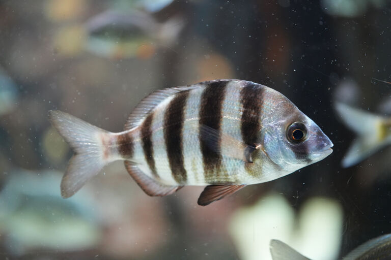Two Oceans Aquarium | Proudly South African fish you can meet at the…