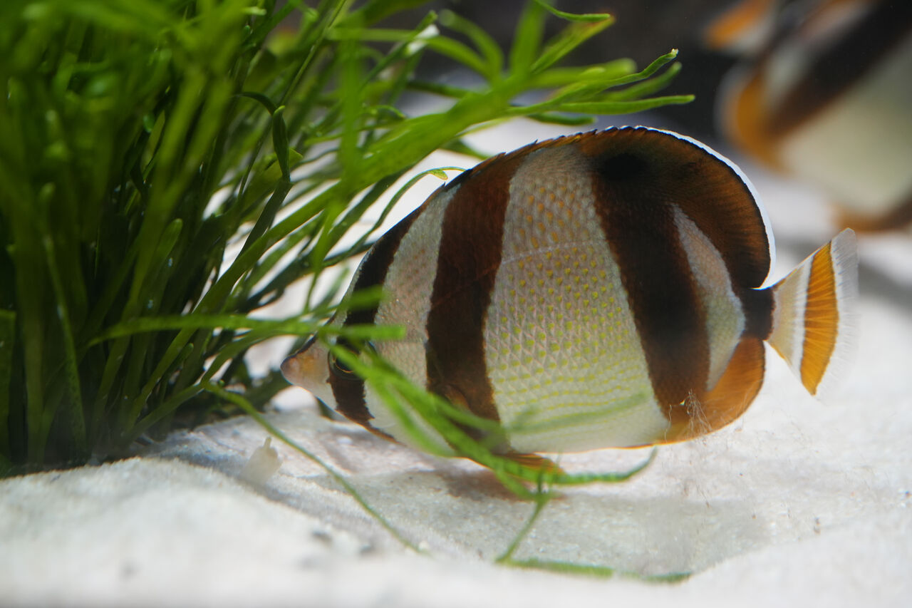 Two Oceans Aquarium | Proudly South African fish you can meet at the…