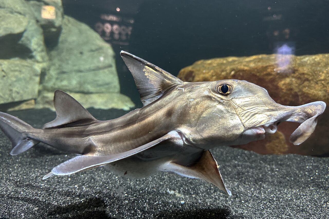 Two Oceans Aquarium | St Joseph shark