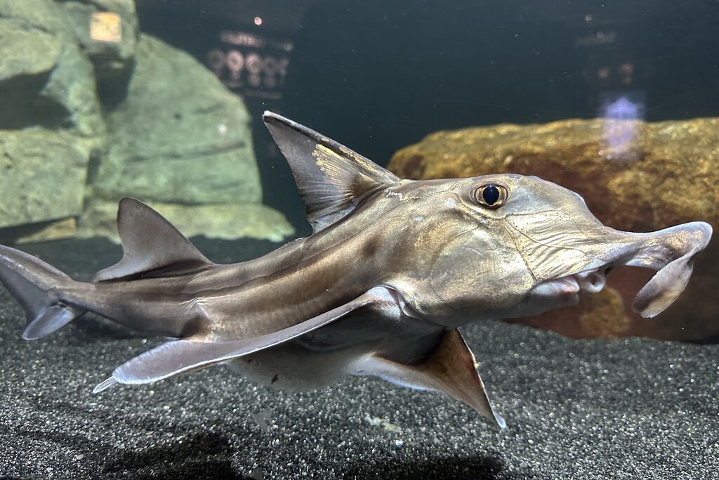 Two Oceans Aquarium | St Joseph shark