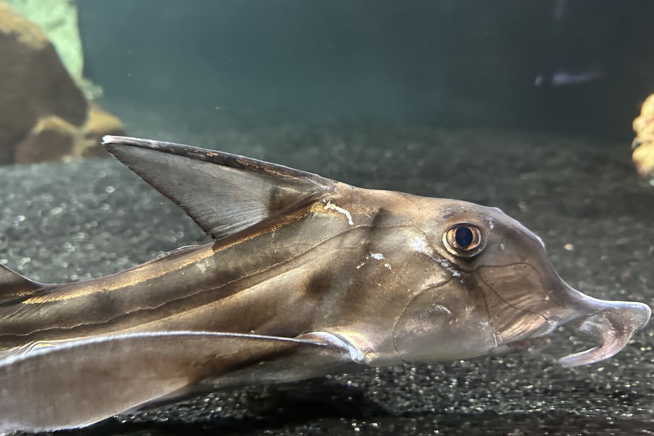 Two Oceans Aquarium | St Joseph shark