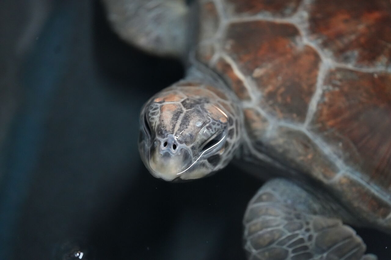 Two Oceans Aquarium | The remarkable rescue of new turtles, Ginger…