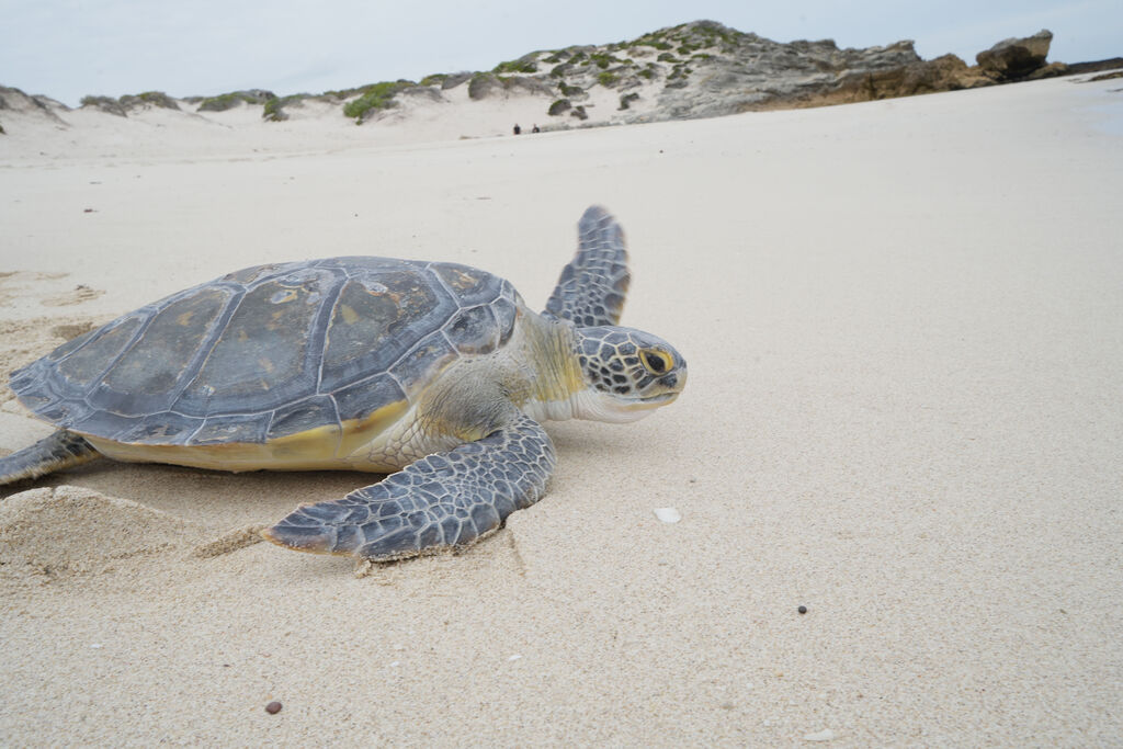 Two Oceans Aquarium | Green turtles were downlisted on the IUCN Red…