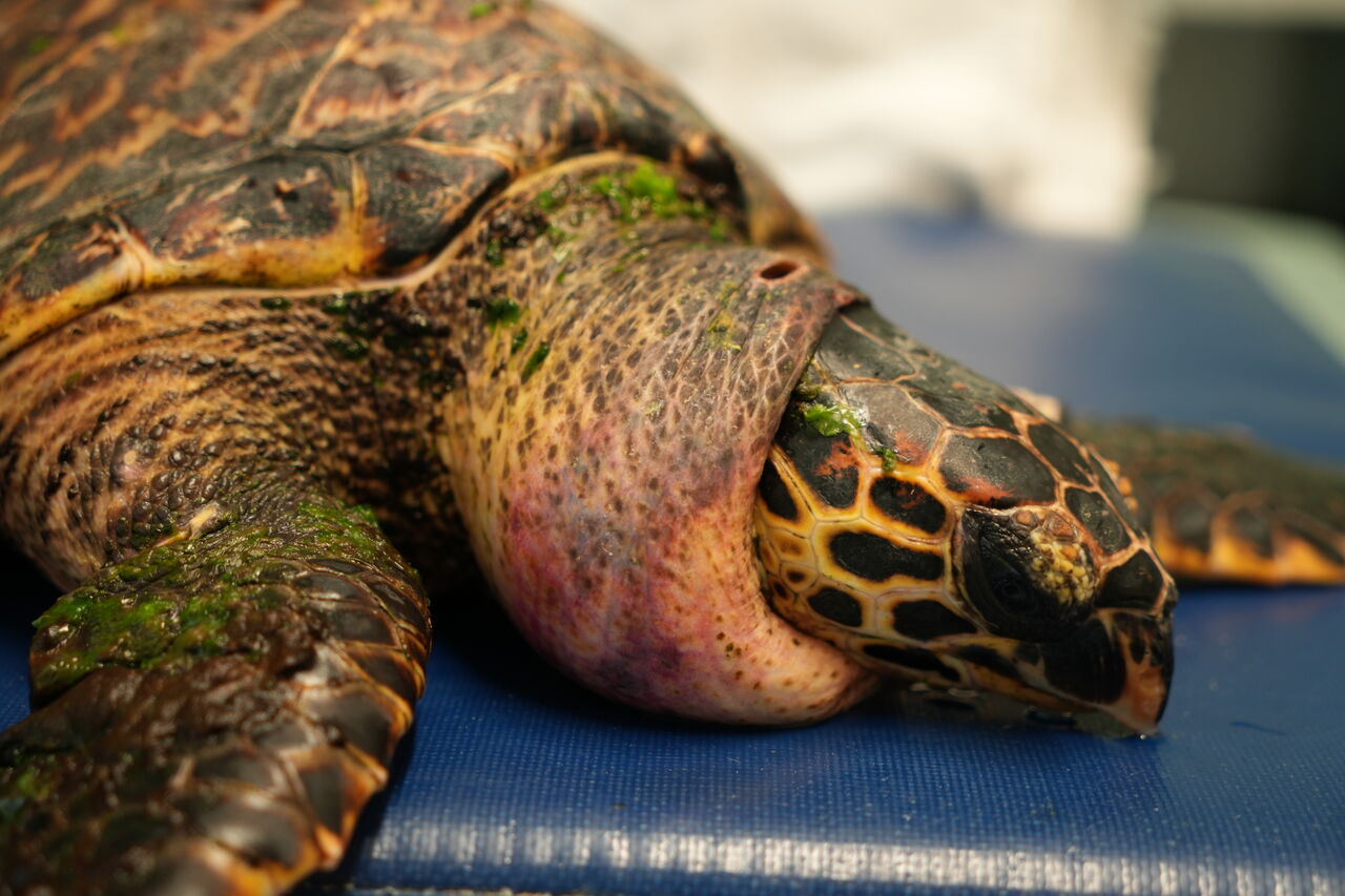 Two Oceans Aquarium | Meet Cinnamon, our feisty hawksbill turtle in…