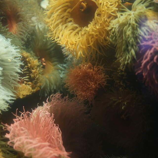 Two Oceans Aquarium | Microscope Exhibit