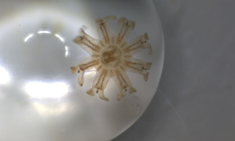 Two Oceans Aquarium | Jellyfish