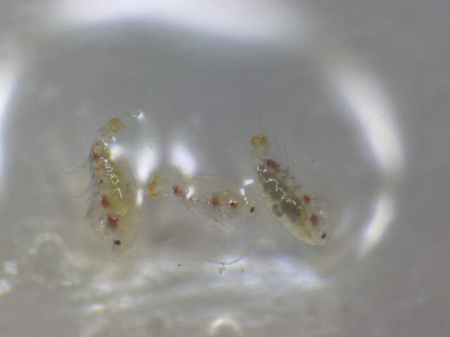 Two Oceans Aquarium | Plankton