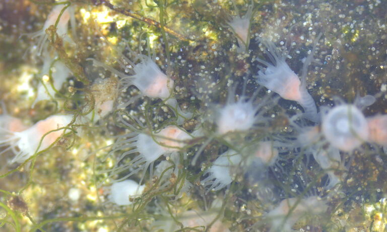 Two Oceans Aquarium | Jellyfish