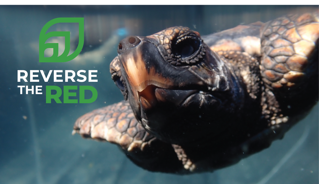 Two Oceans Aquarium | Reverse the Red Day