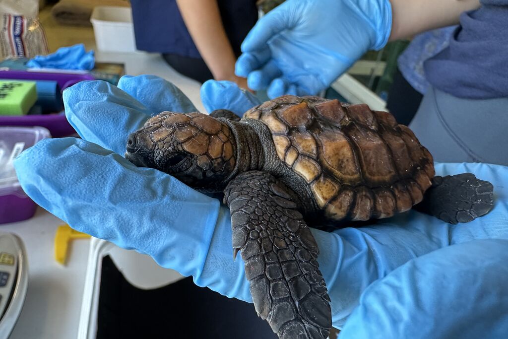 Two Oceans Aquarium | Turtle stranding season: What you need to know