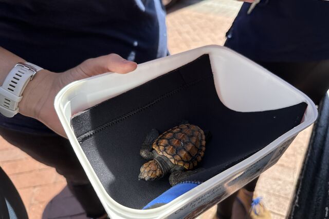 Two Oceans Aquarium | Turtle stranding season: What you need to know