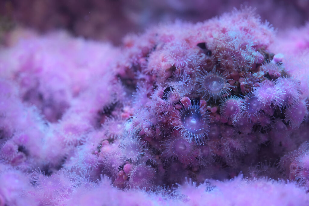 Two Oceans Aquarium | 7 cool anemone facts you may not know!