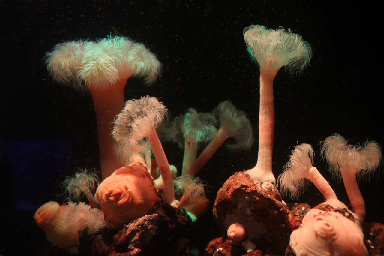Two Oceans Aquarium | 7 cool anemone facts you may not know!