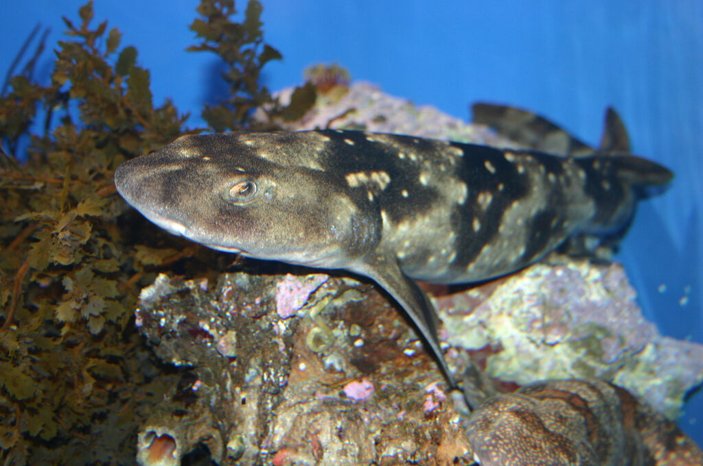 Two Oceans Aquarium | Dark shyshark