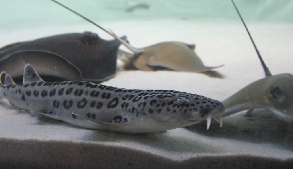 Two Oceans Aquarium | Leopard catshark