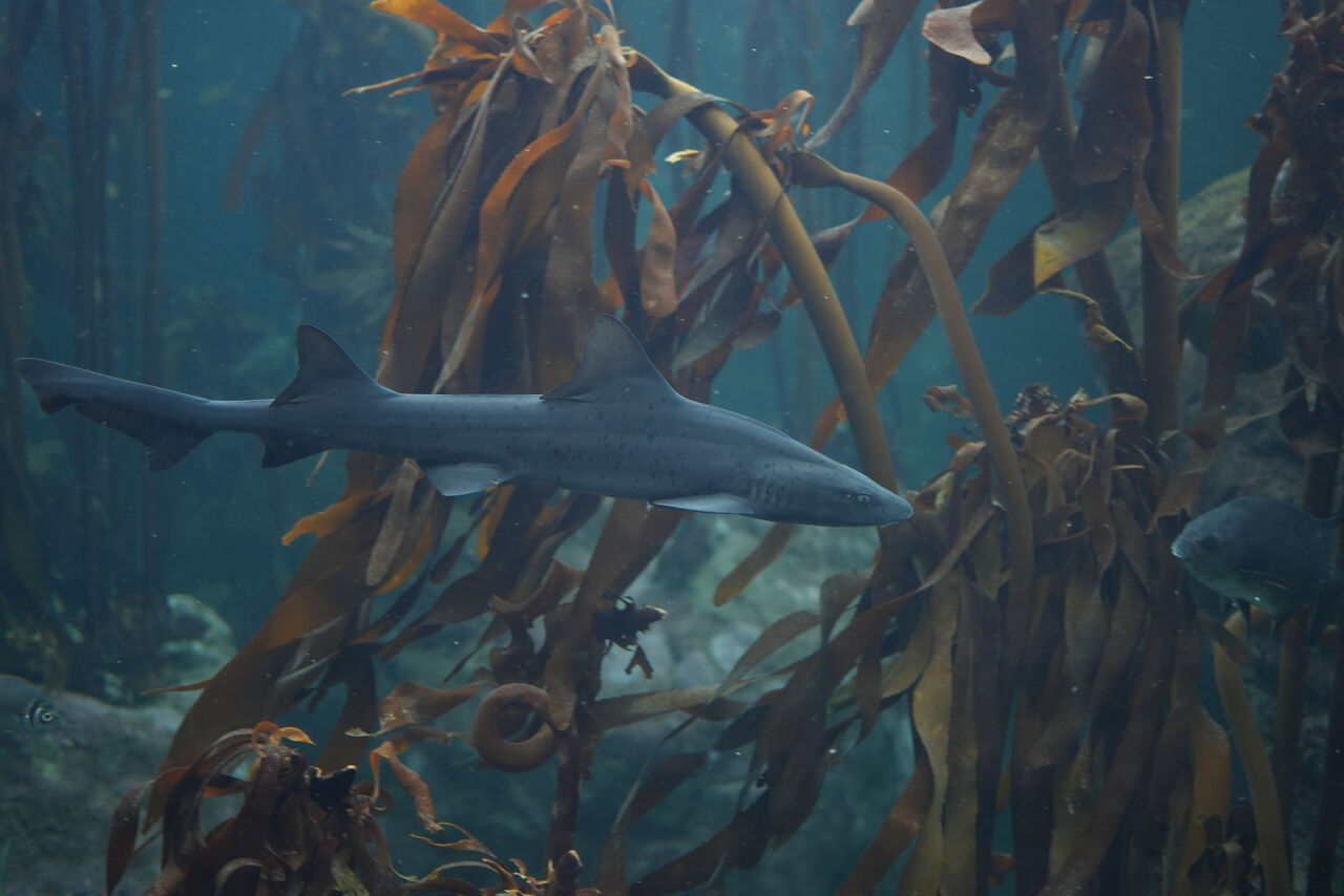 Two Oceans Aquarium | Spotted gully shark