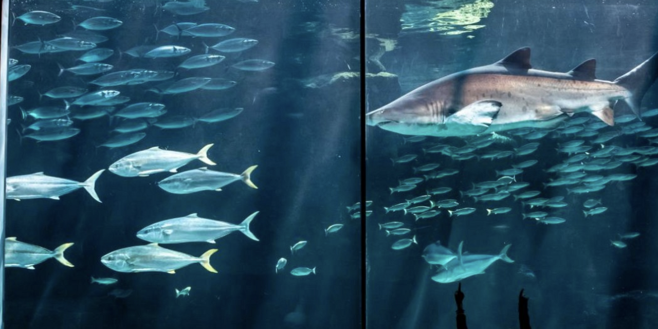 Two Oceans Aquarium | Animals