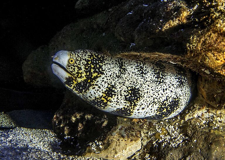 Two Oceans Aquarium | Floral moray eel