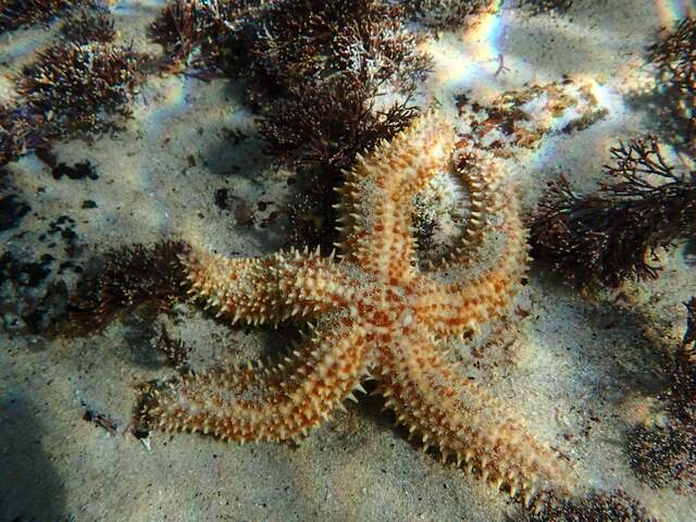 Two Oceans Aquarium | Spiny sea star
