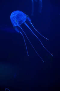 Two Oceans Aquarium | Box jelly