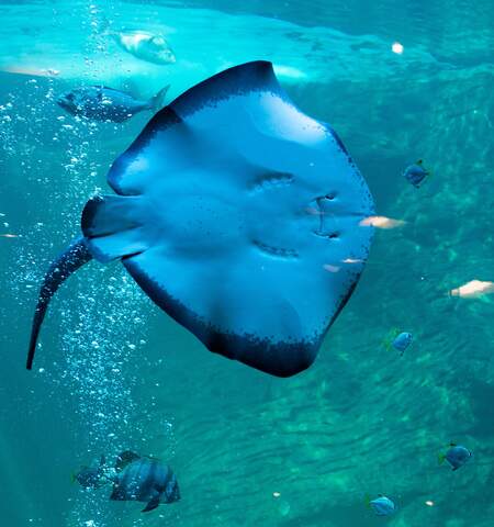 Two Oceans Aquarium | Short-tail stingray