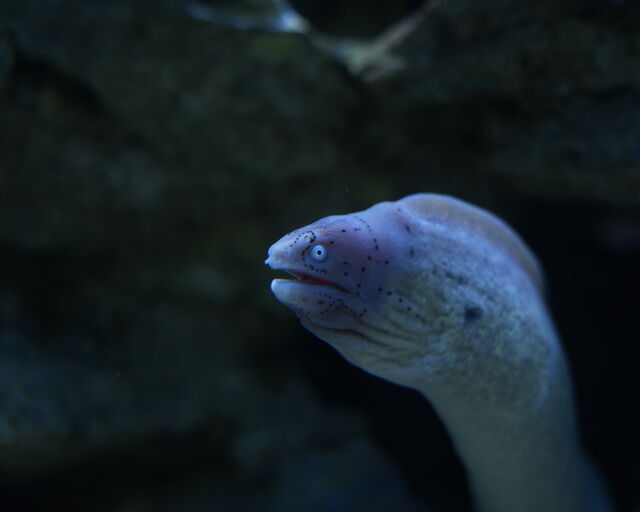 Two Oceans Aquarium | Moray eels
