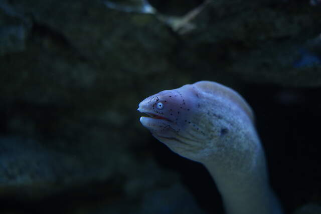 Two Oceans Aquarium | Geometric moray eel