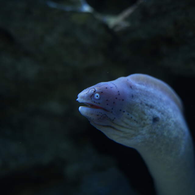Two Oceans Aquarium | Moray eels