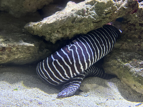 Two Oceans Aquarium | 11 incredib-eel facts about moray eels