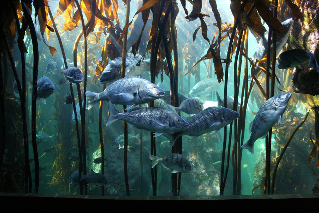 Two Oceans Aquarium Foundation | White steenbras