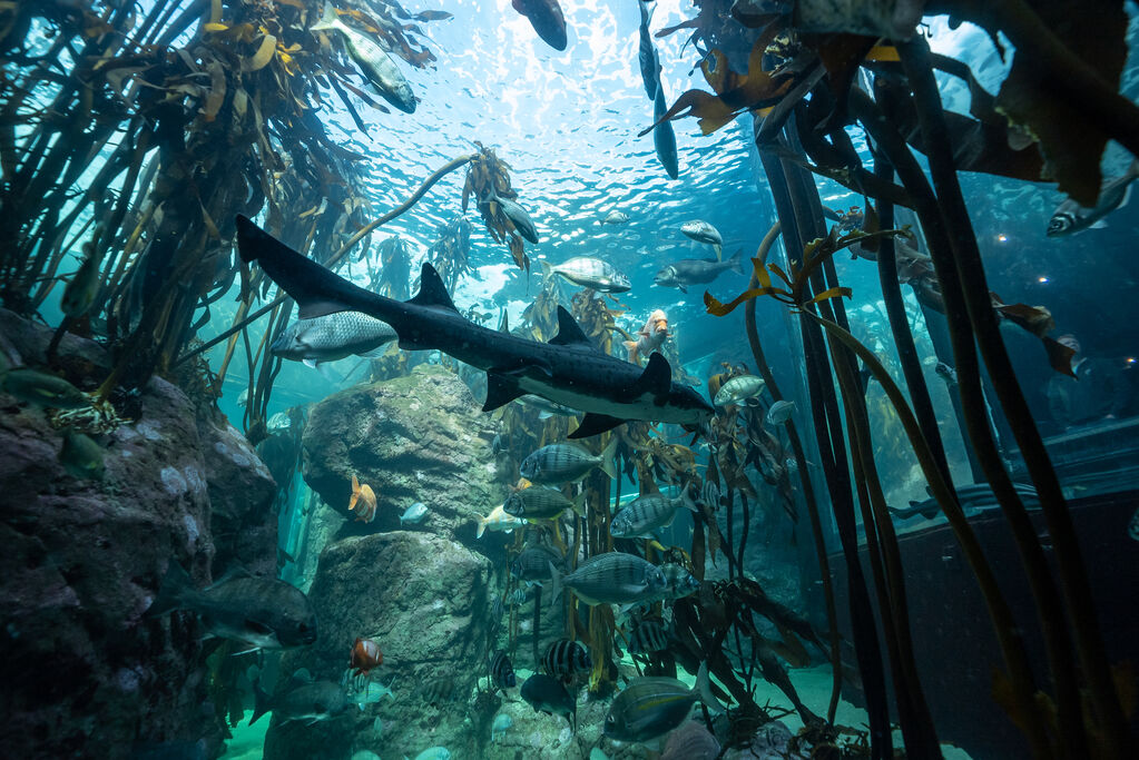 Two Oceans Aquarium Foundation | Marine Sciences at the Two Oceans…