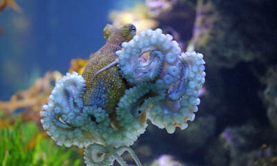 Two Oceans Aquarium | Octopuses