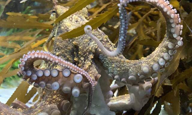 Two Oceans Aquarium | Octopuses