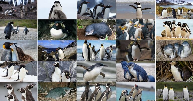 Two Oceans Aquarium | 28 types of penguin: The only list you'll ever…