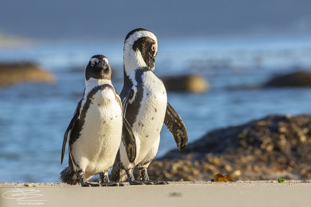 Two Oceans Aquarium | #NotOnOurWatch: Immediate action is needed to…