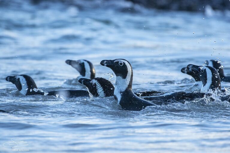 Two Oceans Aquarium | #NotOnOurWatch: Immediate action is needed to…