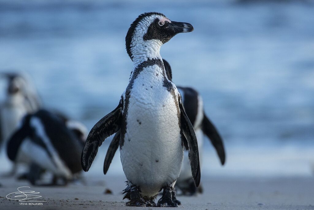 Two Oceans Aquarium | #NotOnOurWatch: Immediate action is needed to…