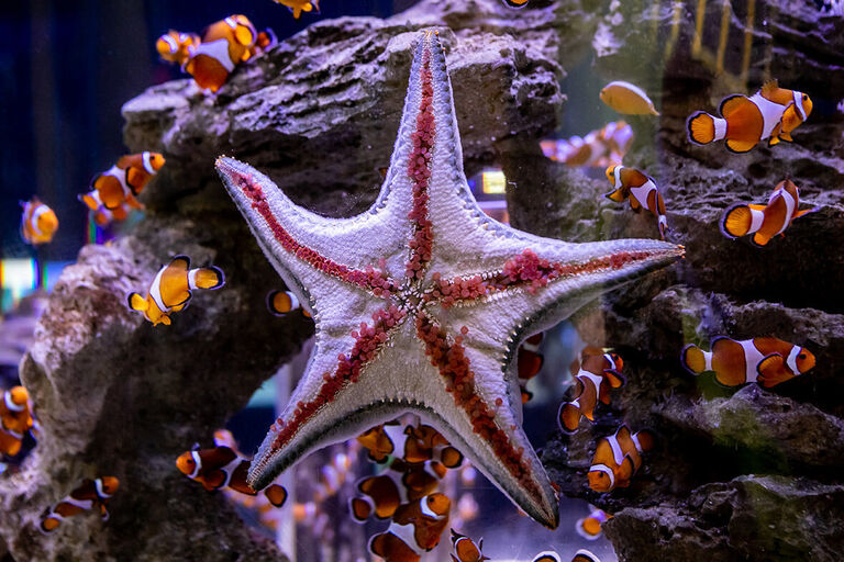 Two Oceans Aquarium | The definitive guide to ocean-themed home…