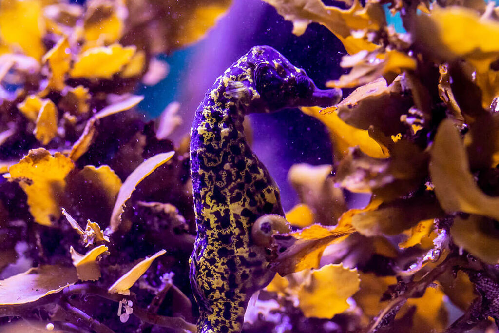 Two Oceans Aquarium | An open letter to our members: our plans,…