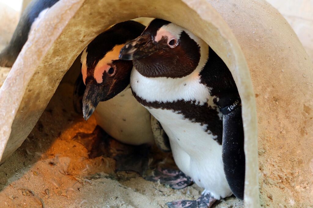 Two Oceans Aquarium | 10 things that penguins are better at than…