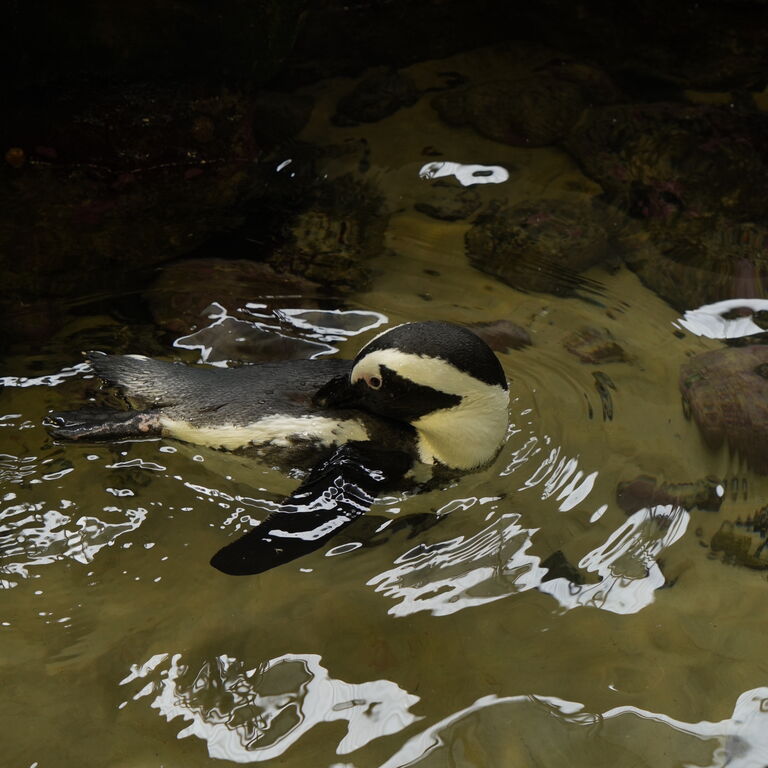 Two Oceans Aquarium | Penguin Exhibit