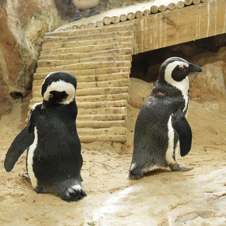 Two Oceans Aquarium | Penguin Exhibit