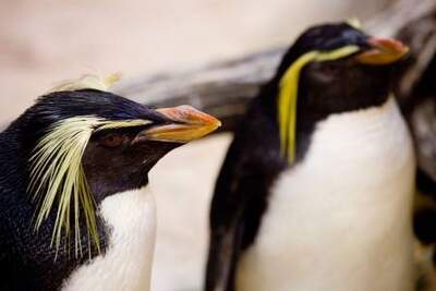 Two Oceans Aquarium Foundation | Research