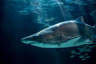 Two Oceans Aquarium | Meet the "raggies": The misunderstood…