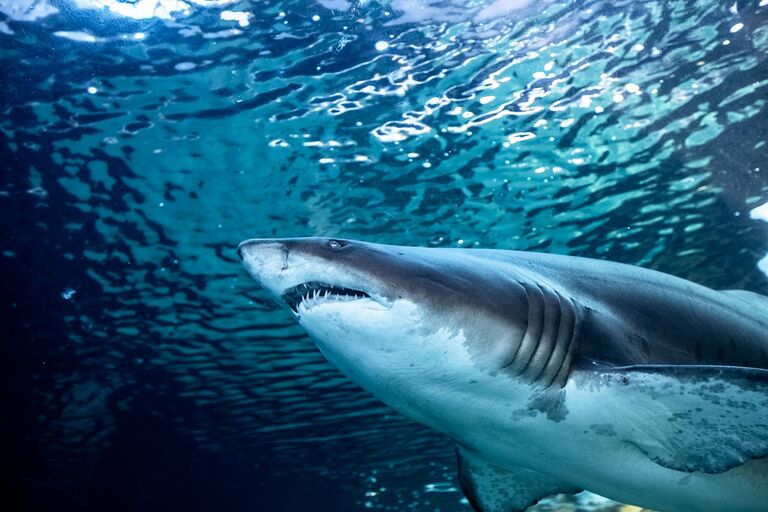 Two Oceans Aquarium | Meet the "raggies": The misunderstood…